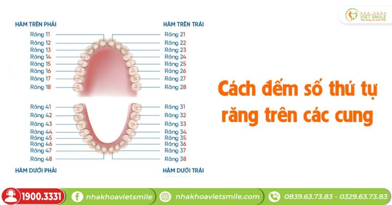 Cung răng là gì? Thế nào là cung răng chuẩn, đẹp?